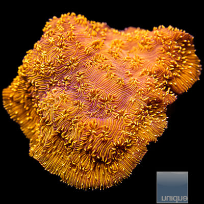 ReefnBid - Live Coral Auctions