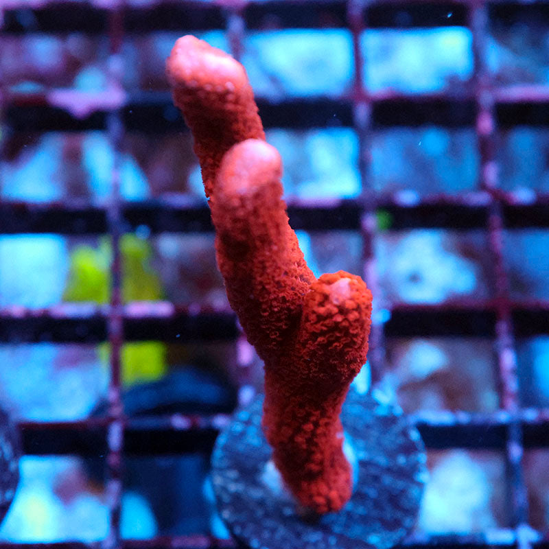 ReefnBid - Live Coral Auctions