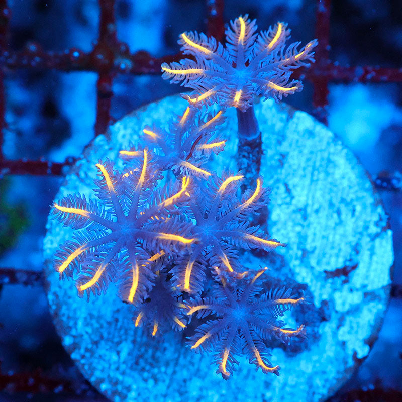 ReefnBid - Live Coral Auctions