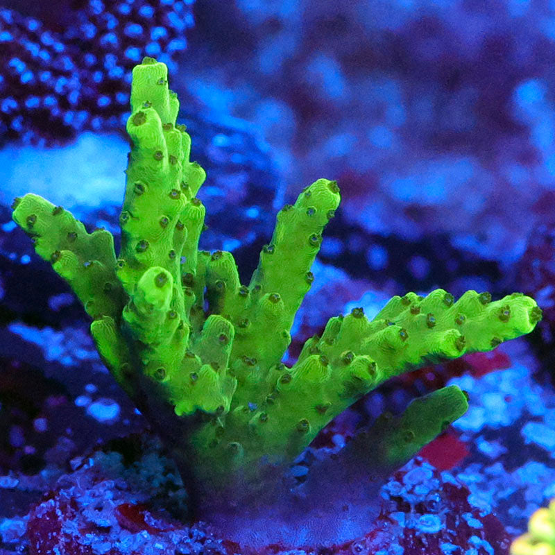 ReefnBid - Live Coral Auctions