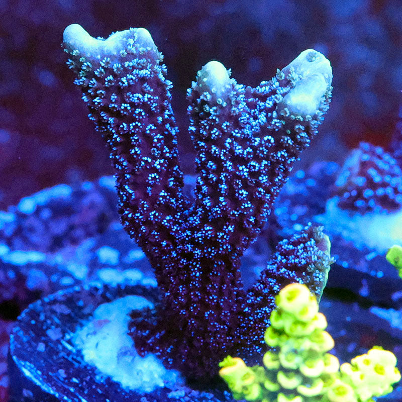 ReefnBid - Live Coral Auctions