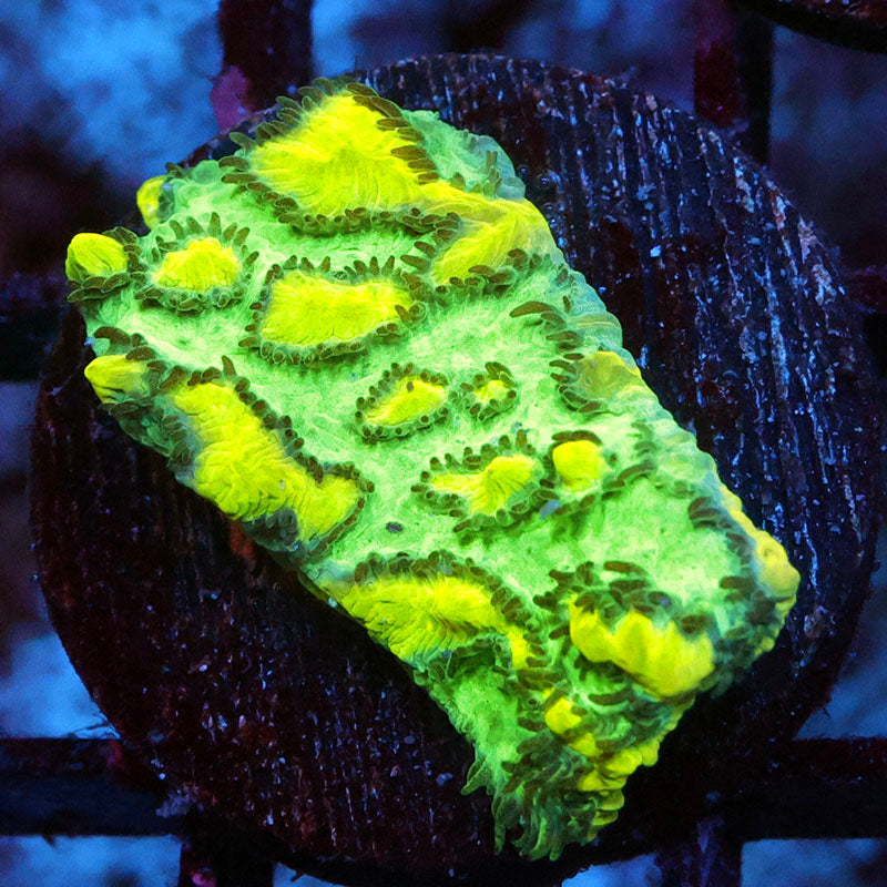 ReefnBid - Live Coral Auctions