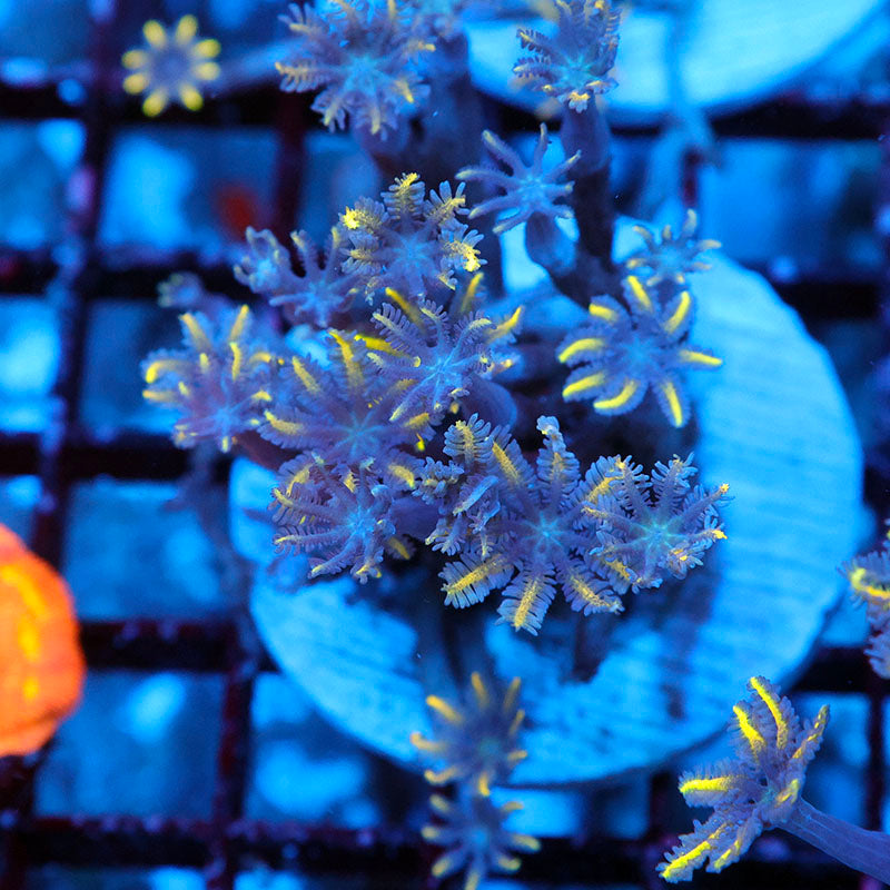 ReefnBid - Live Coral Auctions