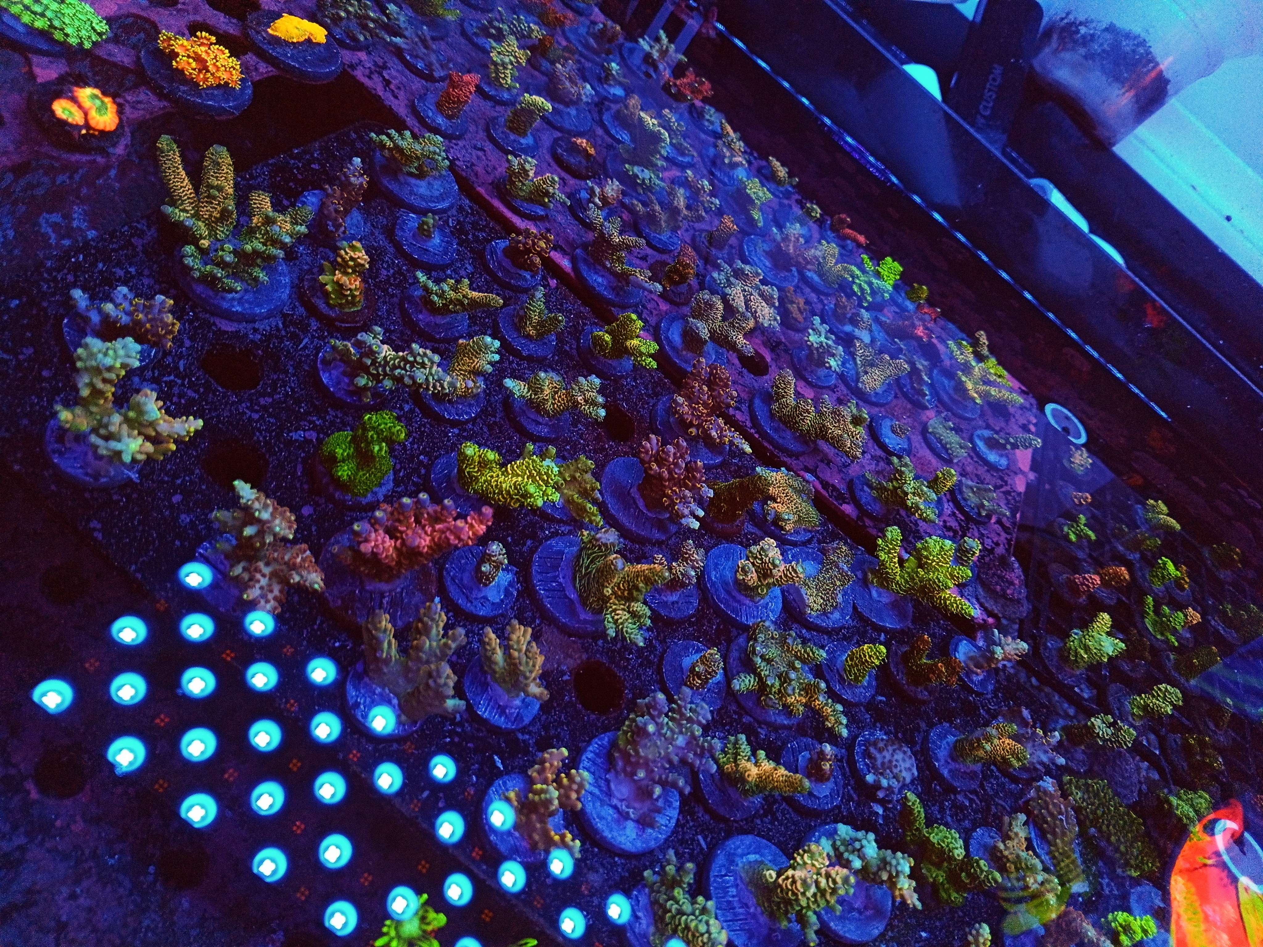 ReefnBid - Live Coral Auctions